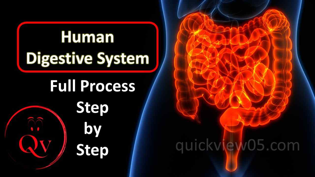 Processes of Nutrition in Human । Step by Step - Quickview05.com